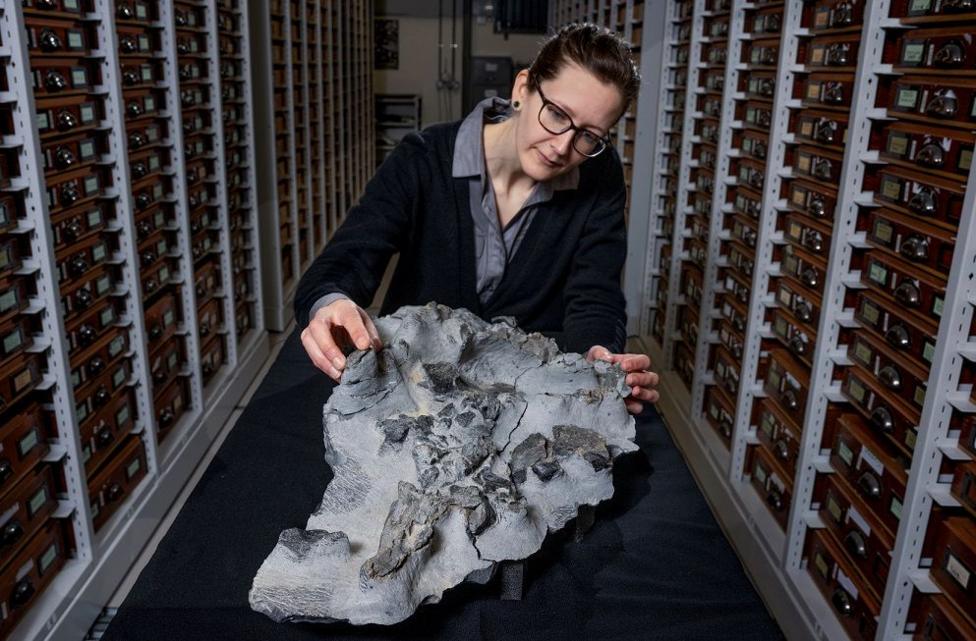 Jurassic fossil is most complete dinosaur ever found in Scotland - BBC ...