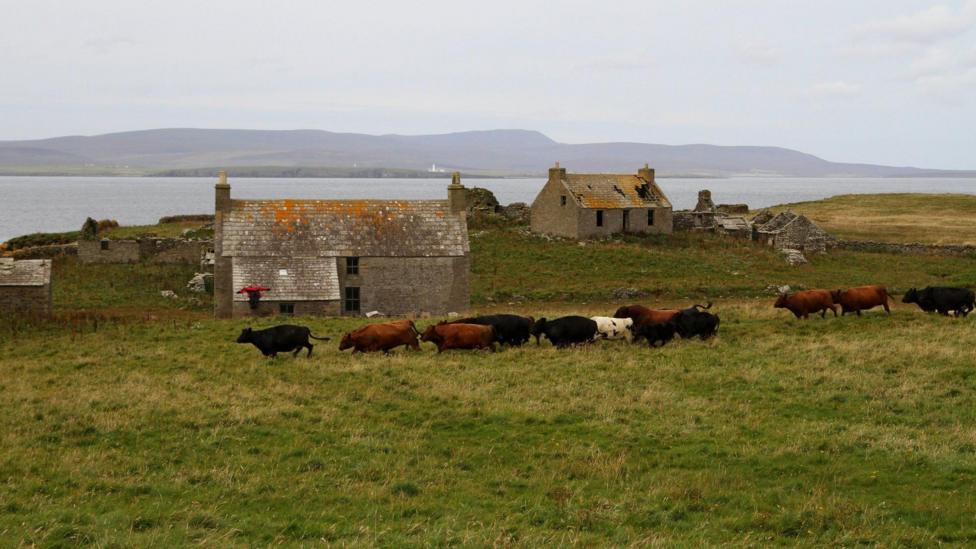Pair of trainers posted to Orkney island where only cattle live - BBC News