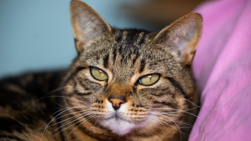 Is troublemaker Rocky the UK's top cat? - BBC News