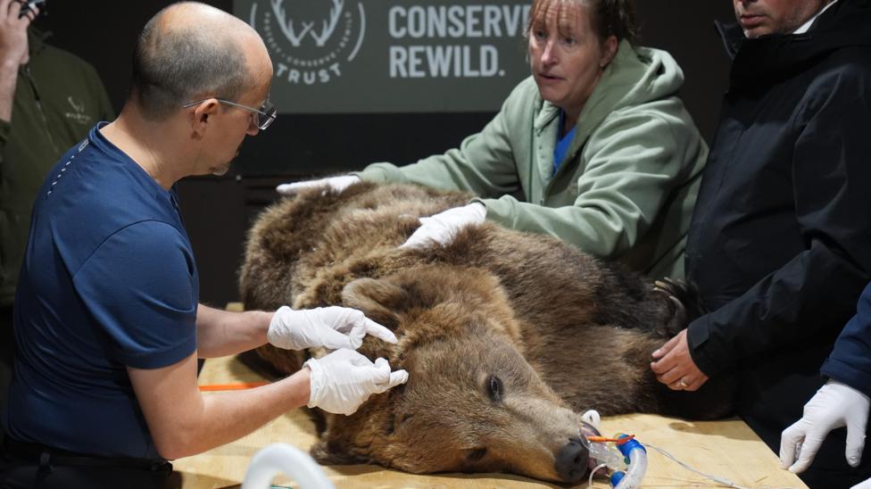 Boki the bear re-joins friends at Wildwood after brain surgery - BBC News