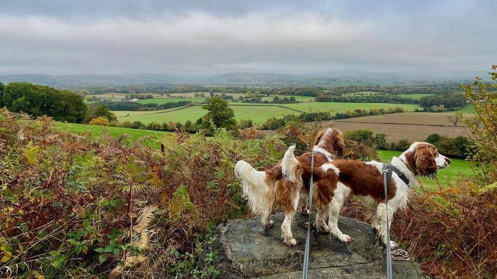 Your photos from the West Midlands: Enjoy these autumn scenes - BBC News