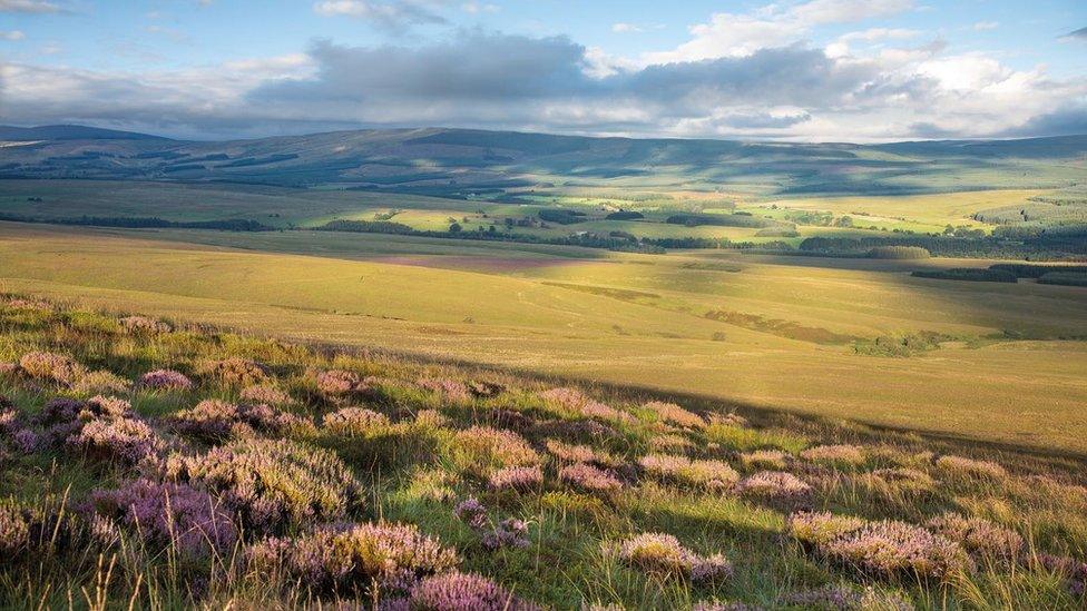 MSPs close protected status petition for Langholm Moor goats - BBC News