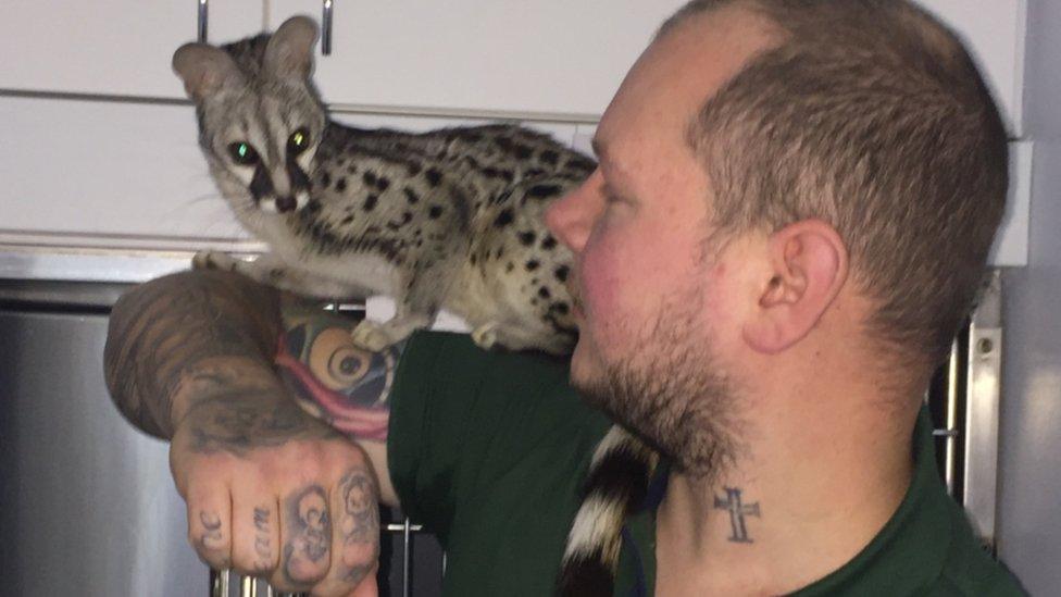 'Cat-like' genet found 200 miles from home at car depot - BBC News