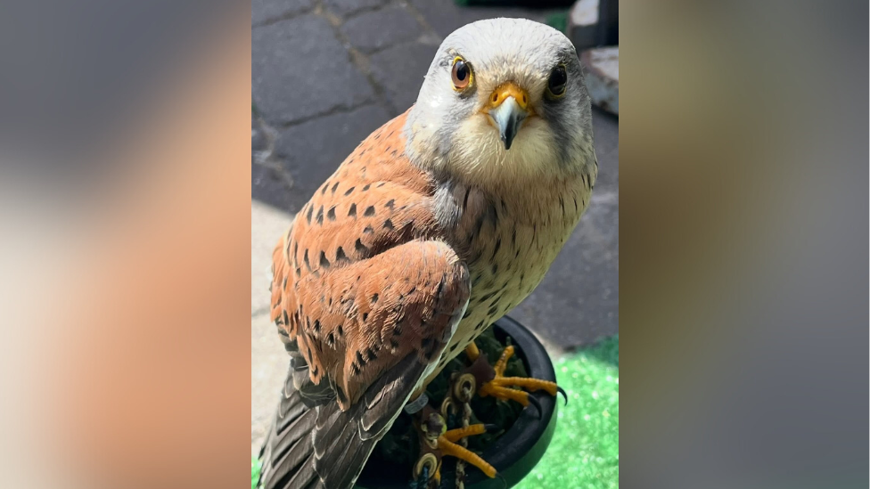Appeal in Bracknell to find missing kestrel spooked by magpies - BBC News