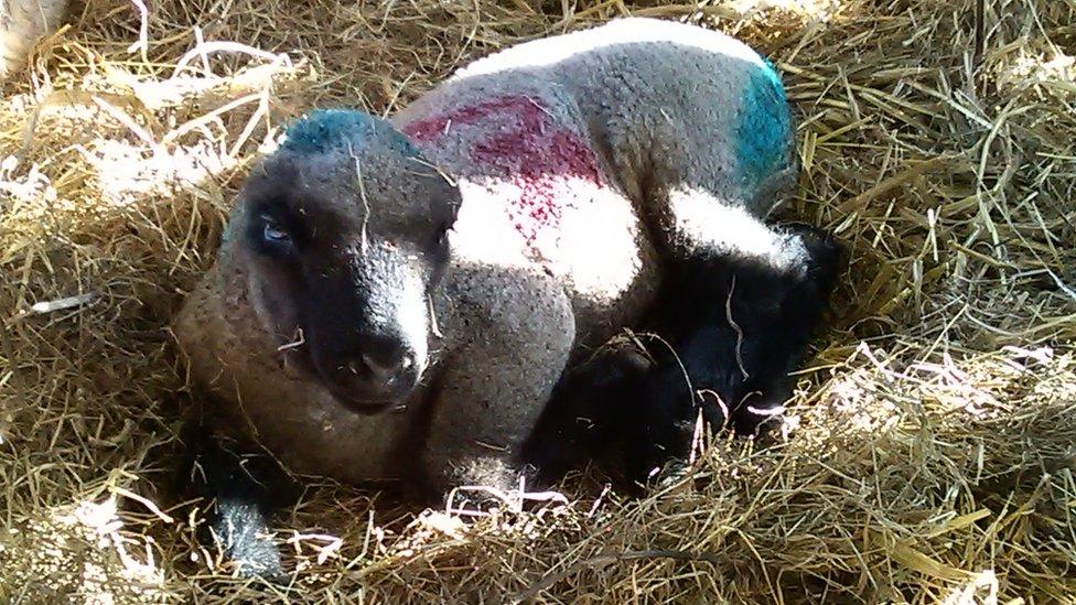 Cornwall lamb attack: 'Cult could have cut off ears and tail' - BBC News