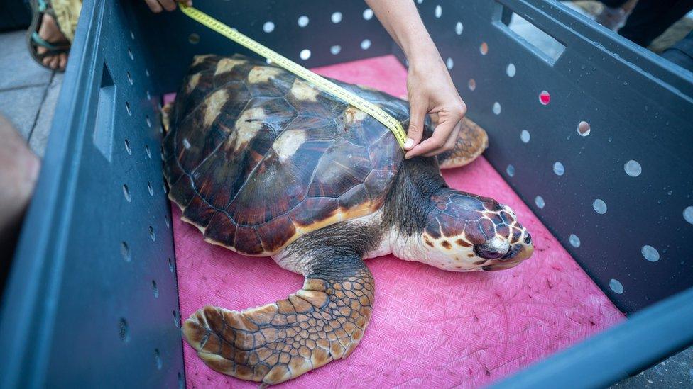 Lost turtle returned to wild after washing up on Scottish beach - BBC ...