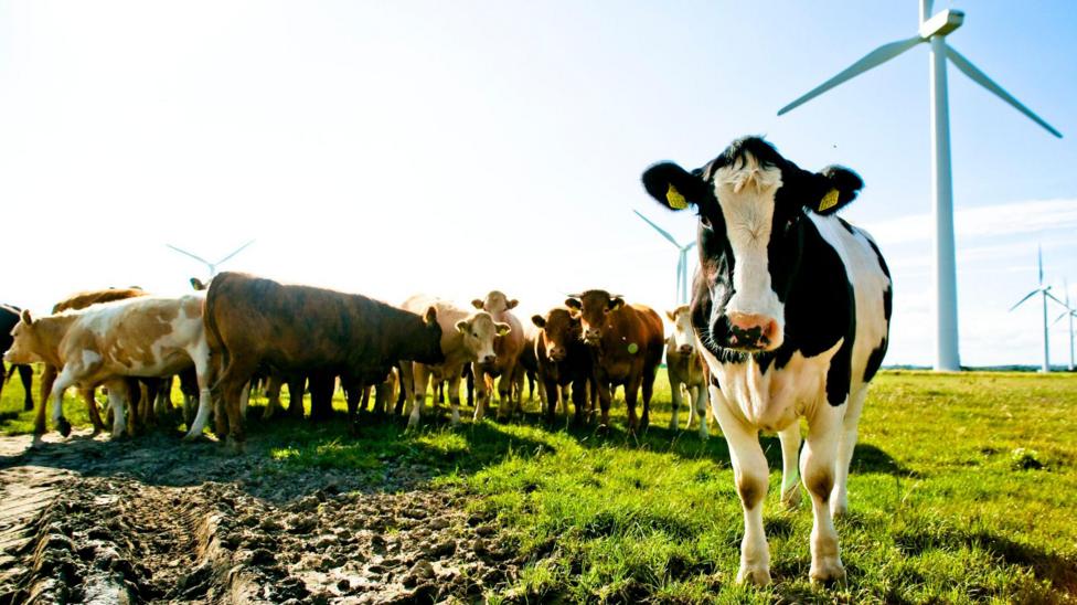 Climate change: Low carbon farming 'essential' for climate goals - BBC News