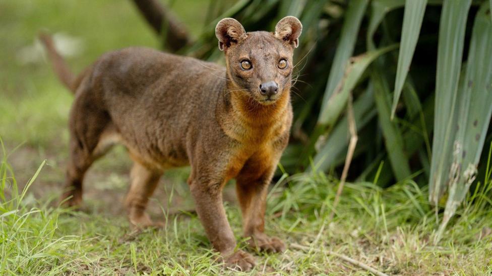 A rare fossa has arrived at Chester Zoo - BBC Newsround