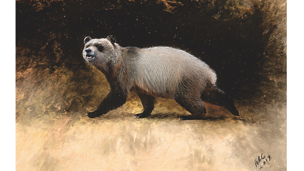 Scientists identify new species of ancient European panda - BBC Newsround