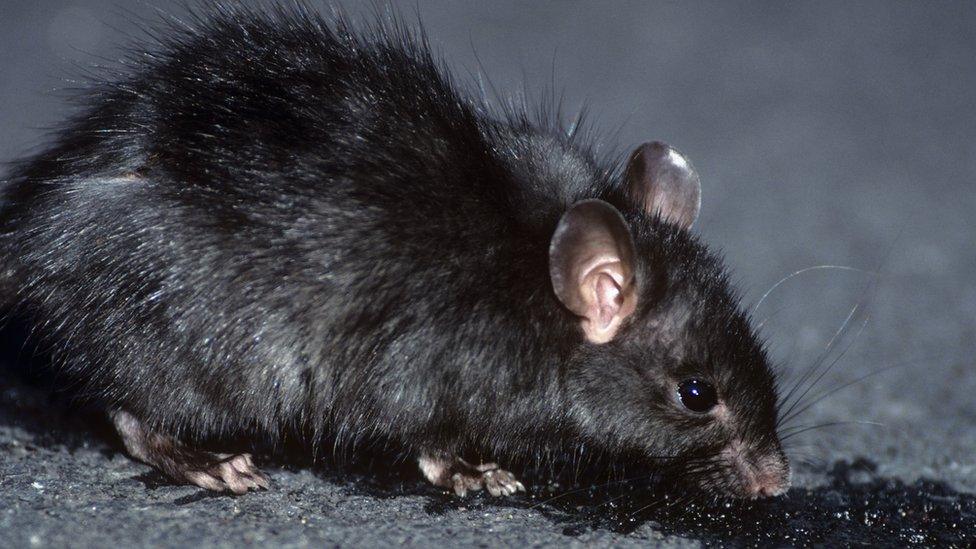 Black rats rainforest invasion 'speeded by deforestation' - BBC News