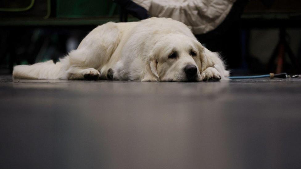 Last preparations as Crufts 2024 enters final day - BBC News