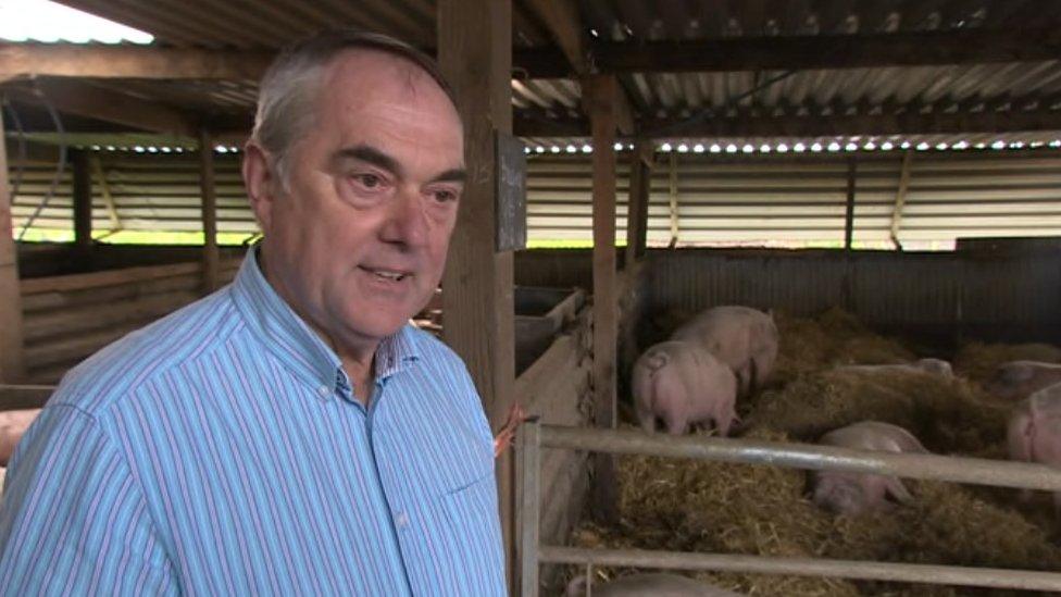 Number of endangered Welsh pigs doubles in 10 years - BBC News