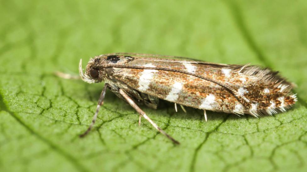 The mission to help save one of Scotland's smallest moths - BBC Newsround