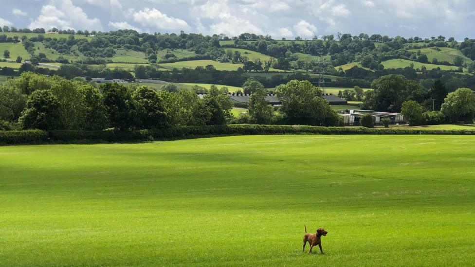 Somerset in Pictures: Bath and West show and dinosaurs - BBC News