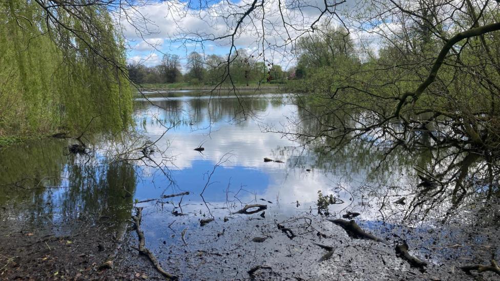 Poynton Pool: Tree risk lake smaller than originally thought - BBC News