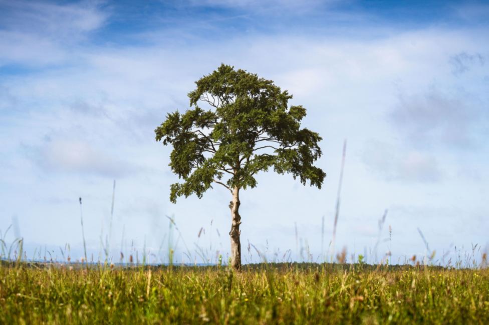 Which tree will be crowned Tree of the Year 2025? - BBC Newsround