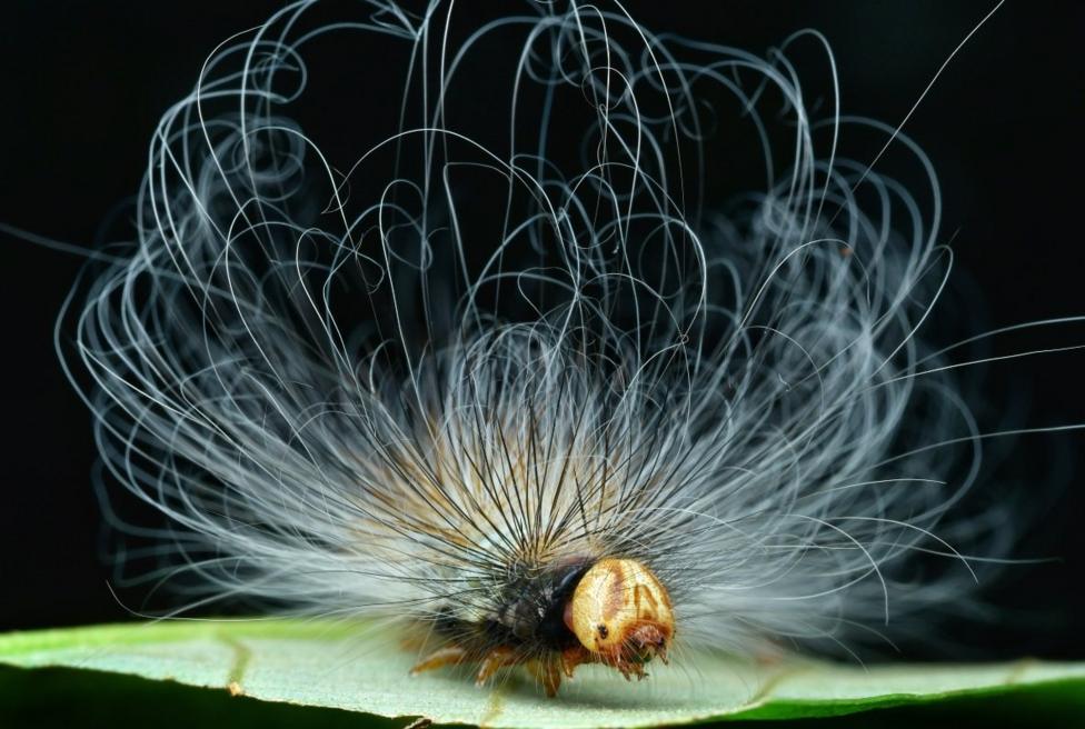 Insects: Check out these amazing super close-up bug photos! - BBC Newsround