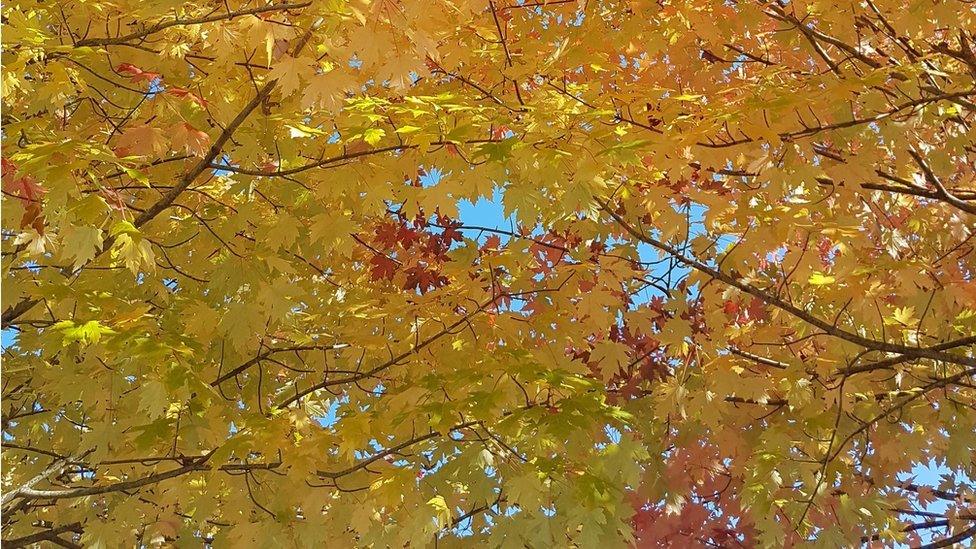 Weather Watchers: Your pictures of autumn leaves - BBC Weather