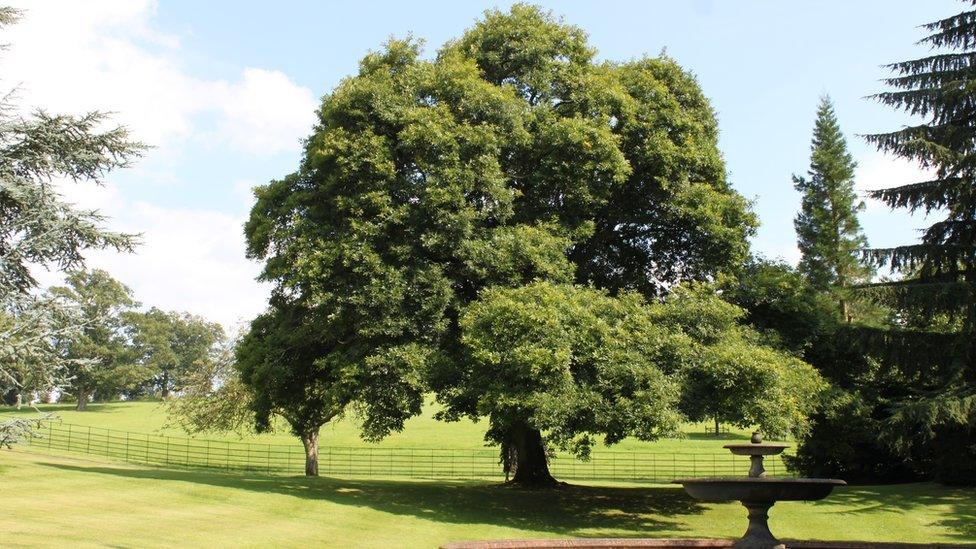World War One Battle of Verdun oak and chestnut trees traced - BBC News