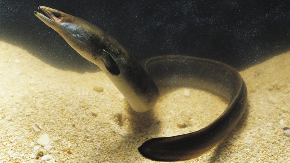 Scientist hopeful for eel's future as Ely celebrates - BBC News