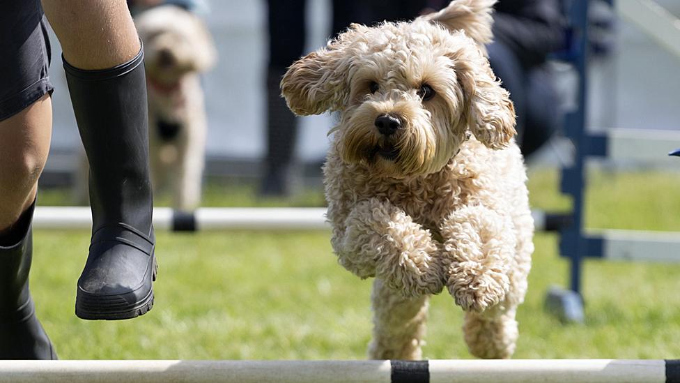 In pictures: Galloway Country Fair at Drumlanrig Castle - BBC News