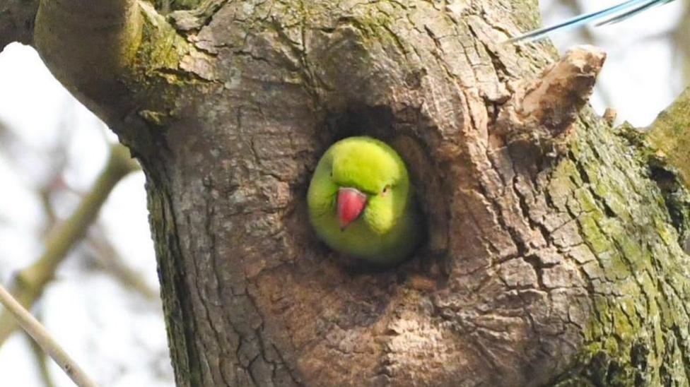 Parakeets: Why are parrots living in a park in Belfast? - BBC News