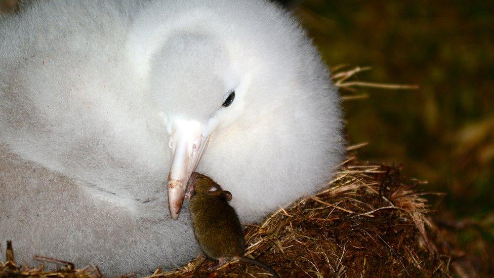 The giant albatross endangered by monster mice - BBC News