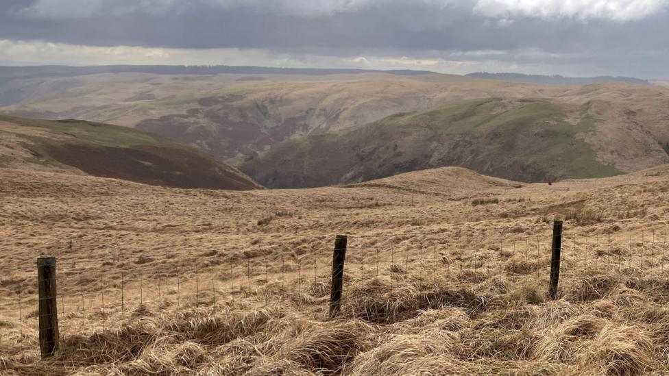 Lansio prosiect ail-wylltio mwyaf Cymru ar 1,200 erw yng Ngheredigion ...