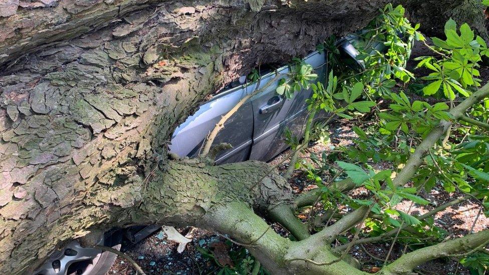 Man hurt as huge tree falls on car at Manea play park - BBC News