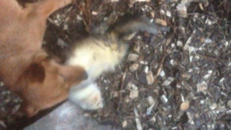 Guy Capp jailed over illegal fighting between dog and ferret - BBC News