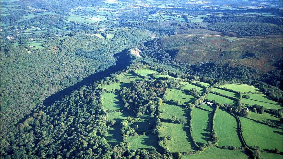 Tree planting at 'an all time low' - BBC News