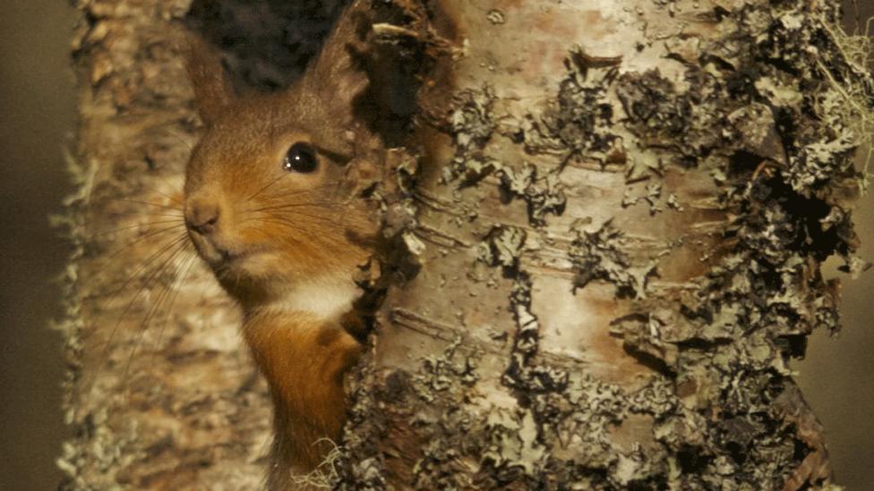 Red squirrel 'army' wins lottery funding for conservation battle - BBC News