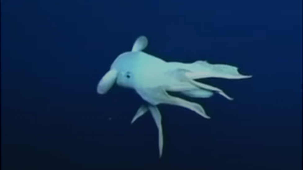 Science ship EVNautilus captures footage of rare 'Dumbo' octopus! - BBC ...