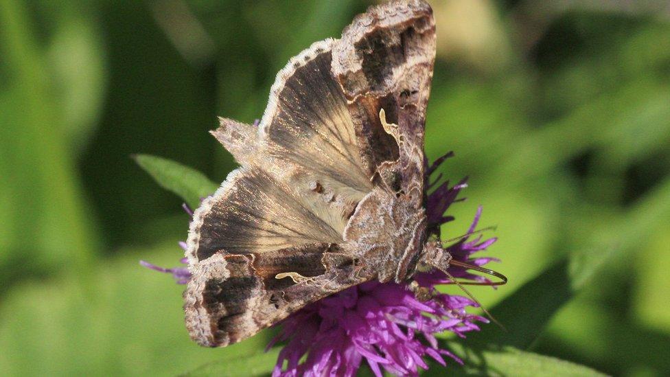 Trillions of high-flying migratory insects cross over UK - BBC News