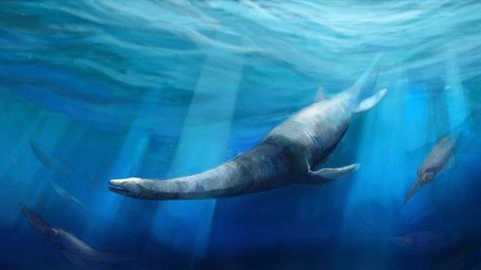 Rare long-necked plesiosaur display awarded grant - BBC News
