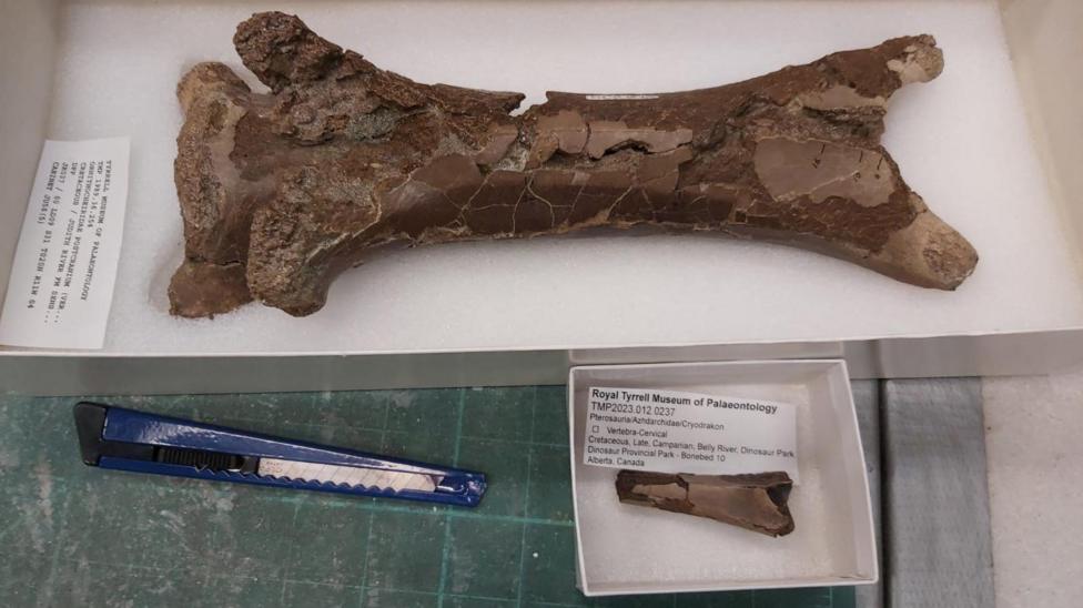 Where were the first dinosaurs born? - BBC Newsround
