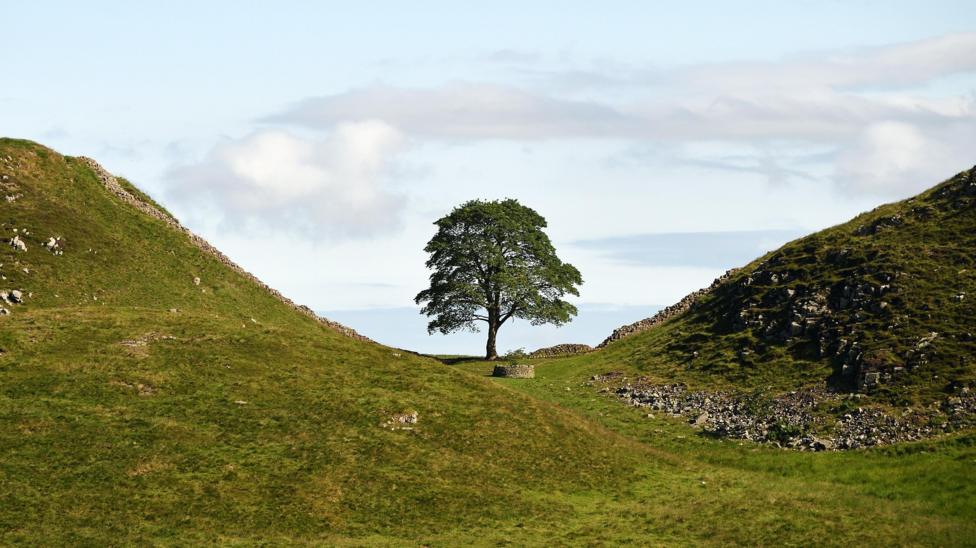 Sycamore Gap tree saplings gifted to 49 projects of hope - BBC News