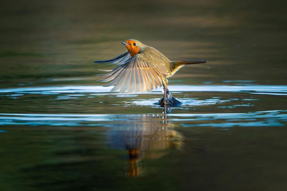 In pictures: Scottish Nature Photography Awards 2024 - BBC News