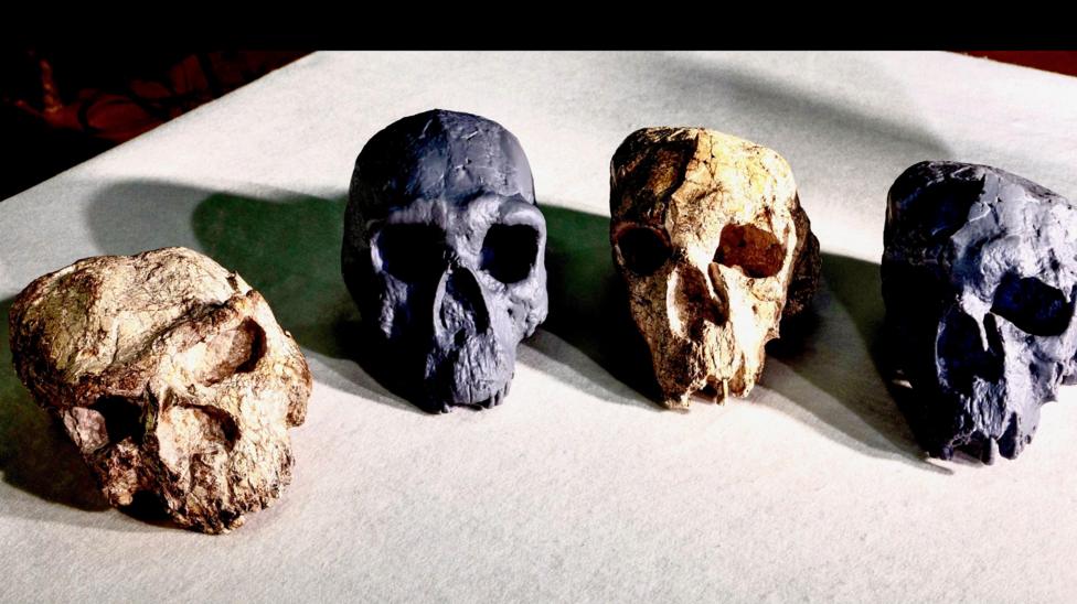 Million-year-old skull rewrites human evolution, say scientists - BBC News
