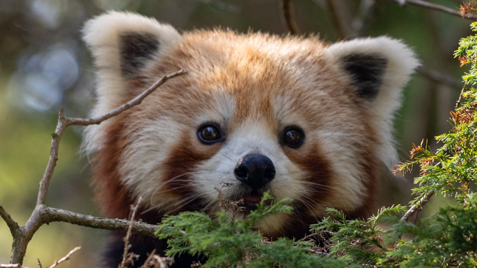 Brown spider money and red panda arrive at Paignton Zoo - BBC News
