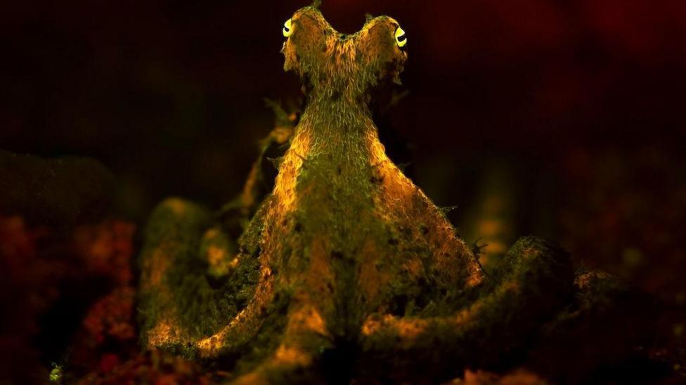 Ocean Photographer of the Year 2024: Spectacular sea shots - BBC Newsround