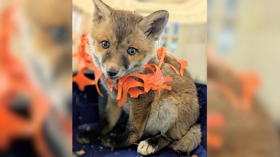 Fox with netting wrapped around neck rescued in Oxfordshire - BBC News