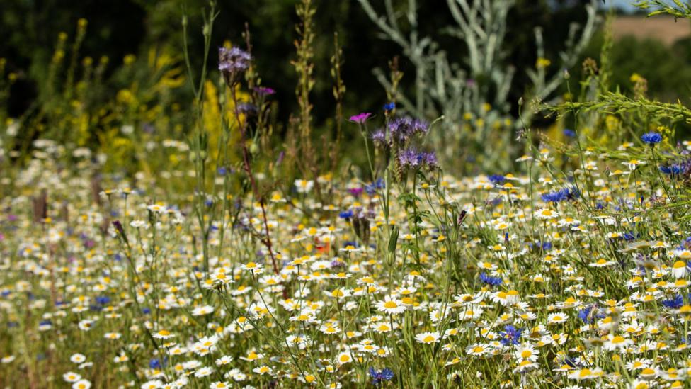 Big Devon Meadow Count to take place following 2024 pilot - BBC News