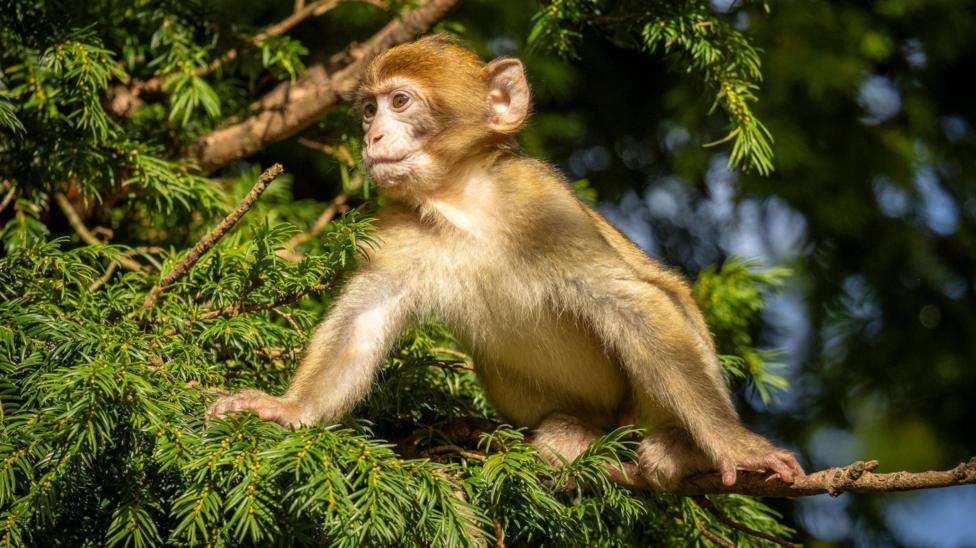 Your photos across the West Midlands: Magnificent monkeys and mushrooms ...