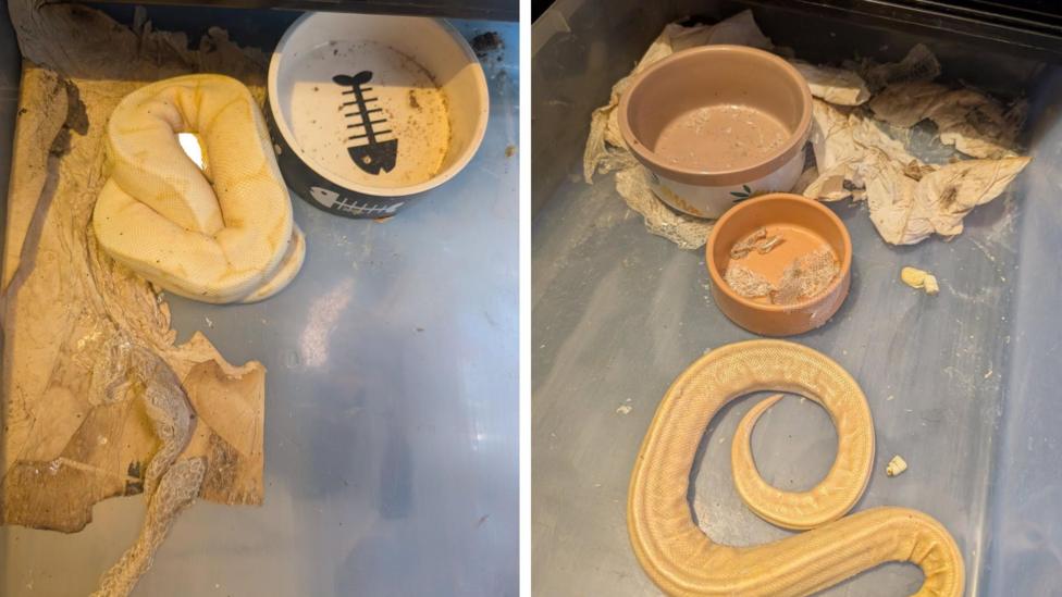 70 Royal Python snakes neglected in a home rescued by centre - BBC News