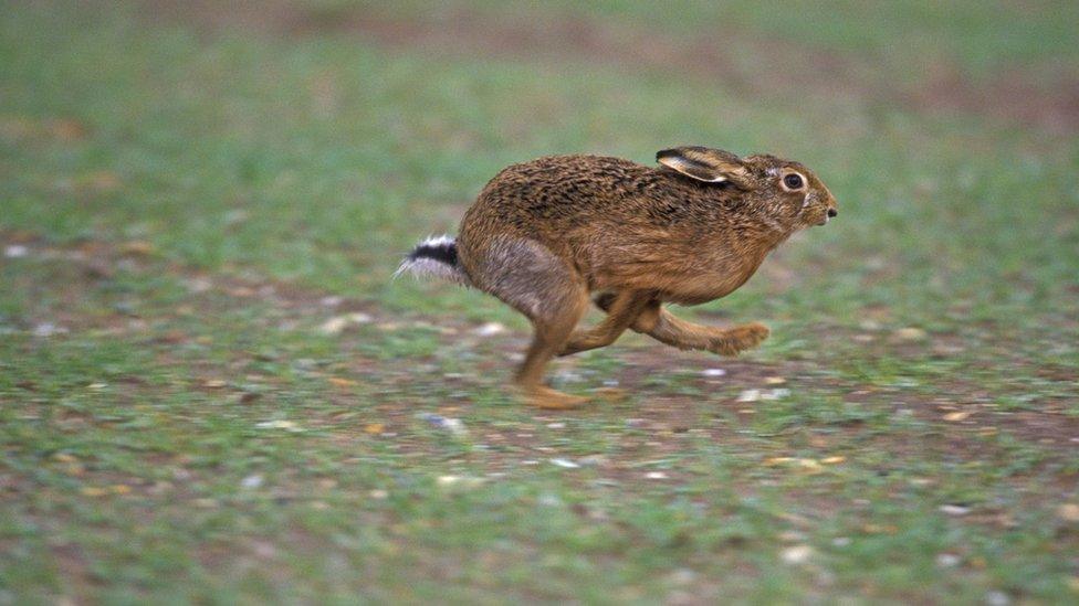 Man fined £5,000 for hare coursing near Lauder - BBC News