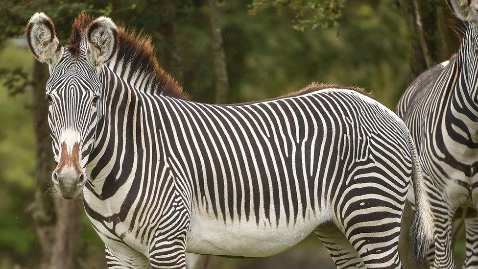 Chester Zoo: YouTube video trespassers face legal action - BBC News