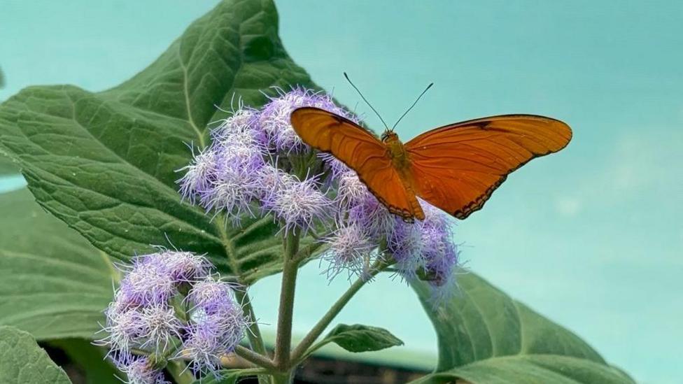 New Lenwade tropical house with 400 butterflies opens - BBC News