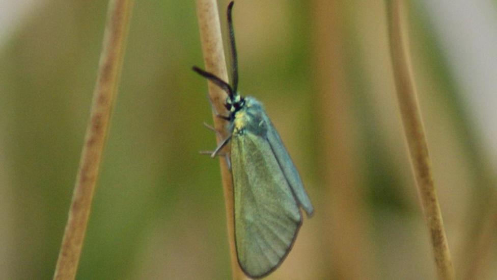 Rare forester moth found in Essex for first time since 1974 - BBC News