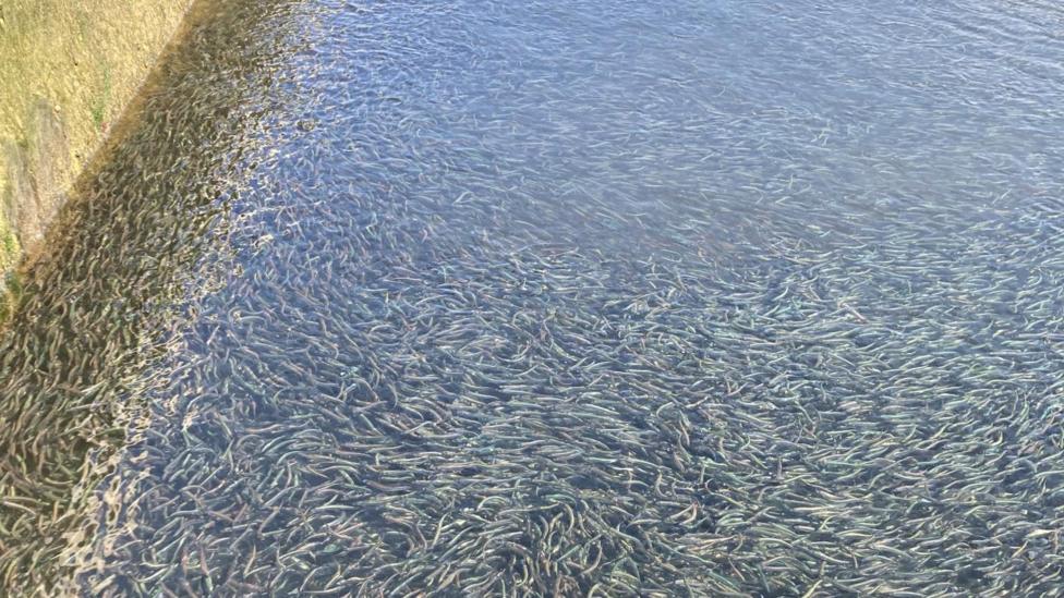 Westward Ho! sea pool reopens after flood of dead fish - BBC News